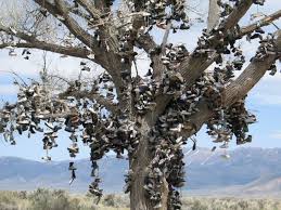 The Shoe Tree of Middlegate, Nevada - The Phil Factor